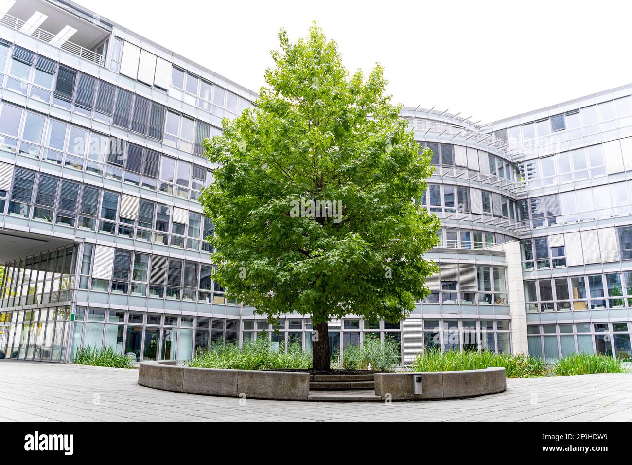 Green beautiful tree grows in the courtyard of a modern office building ...