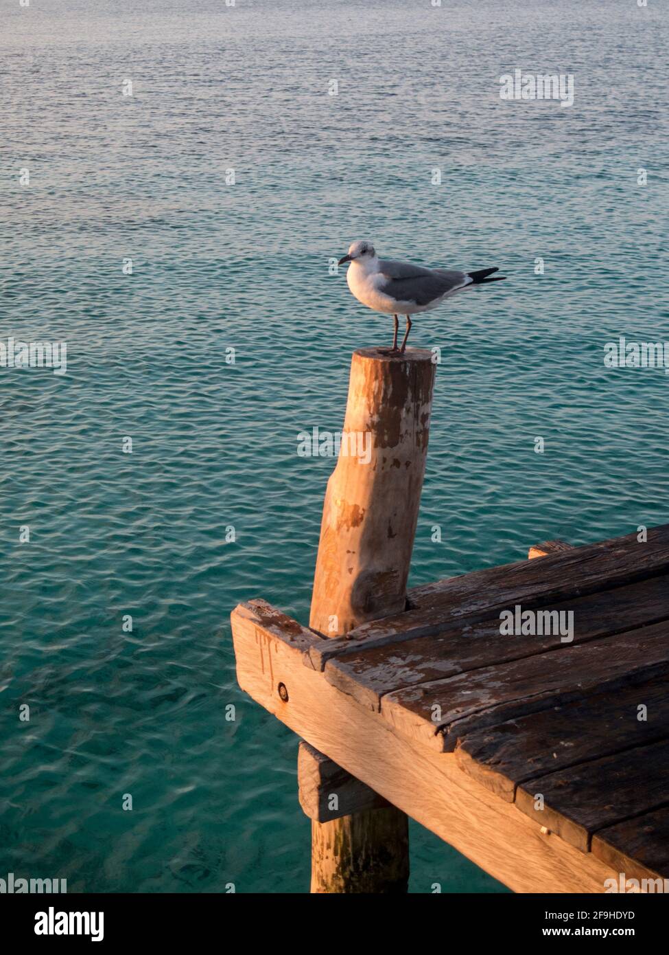seagull on post of boat dock Stock Photo - Alamy