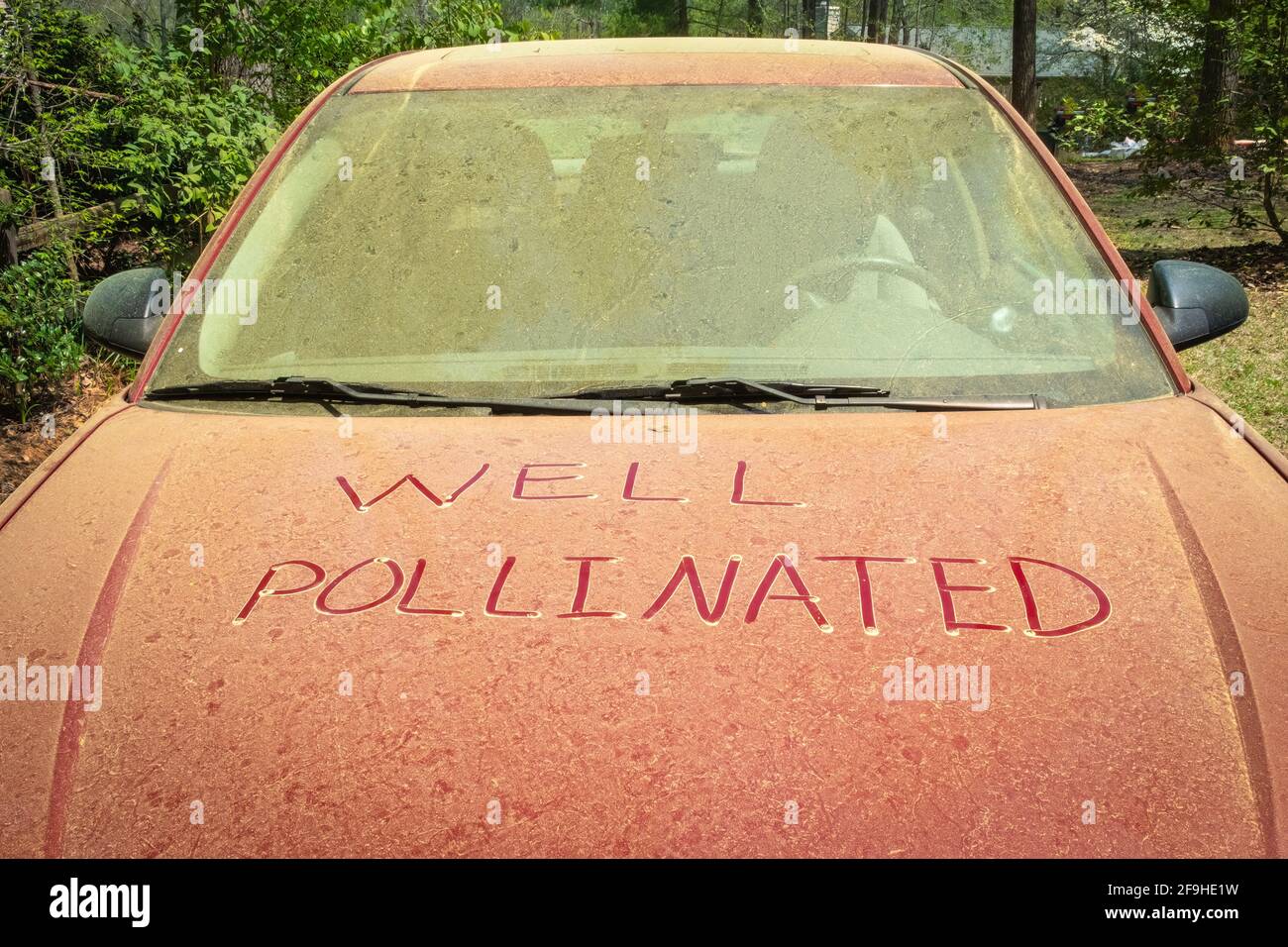 A thick layer of pine pollen on a car hood during spring with a funny ...