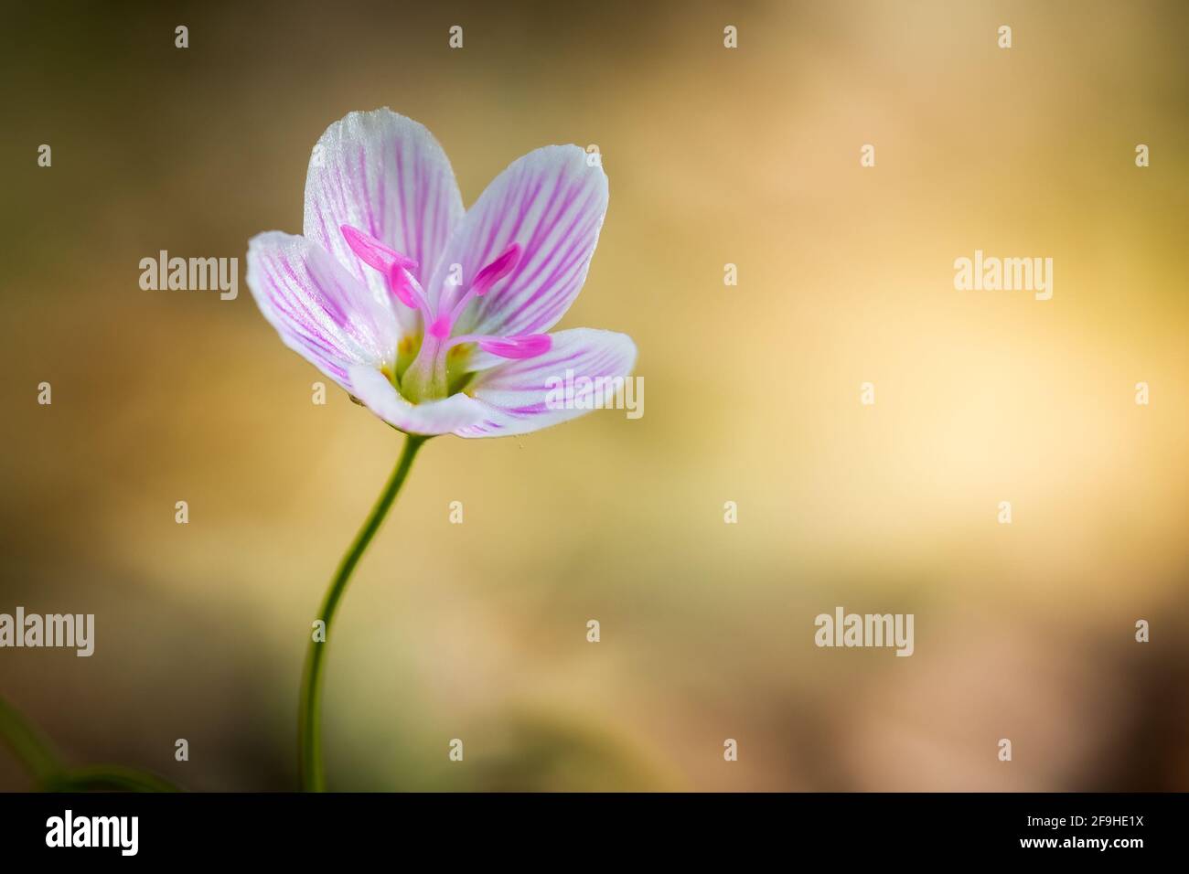 Virginia Spring Beauty (Claytonia virginica) in bloom in early spring ...