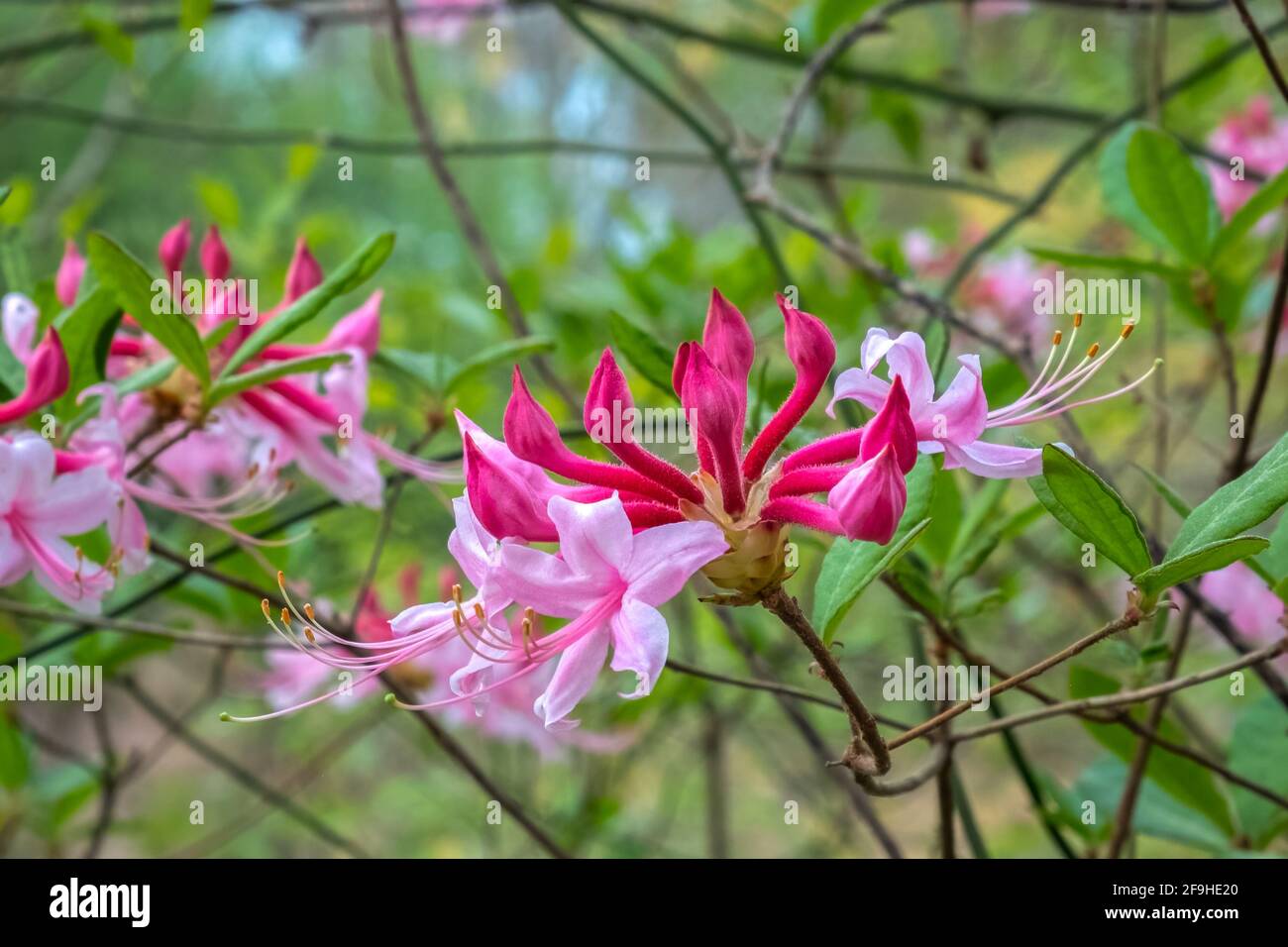 Hoary azalea hi-res stock photography and images - Alamy