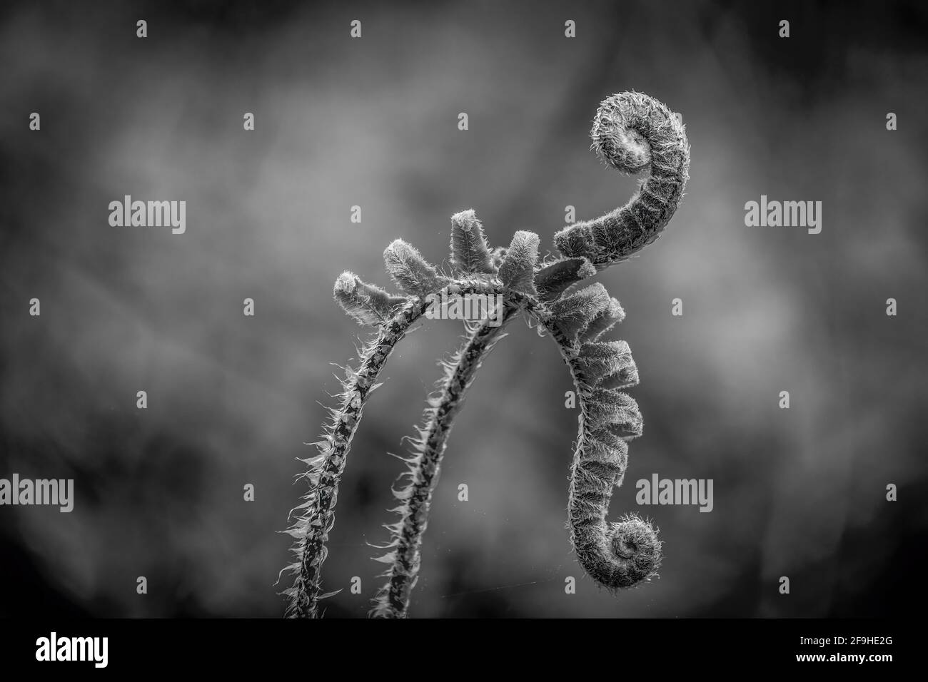 Two fiddleheads of Christmas Fern (Polystichum acrostichoides ...