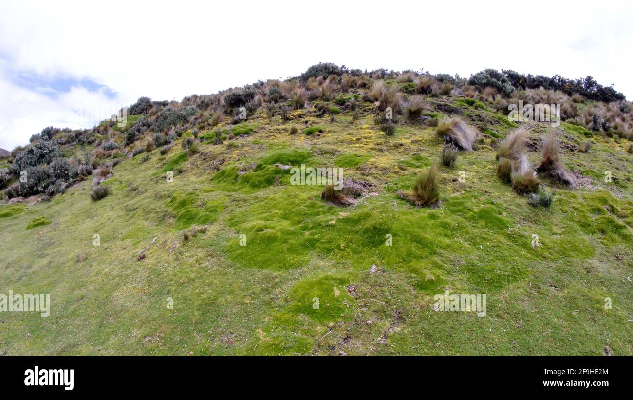 Paramo vegetation covering a hill in the Antisana Ecological Reserve ...