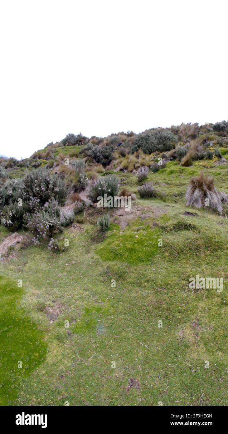 Paramo vegetation covering a hill in the Antisana Ecological Reserve ...