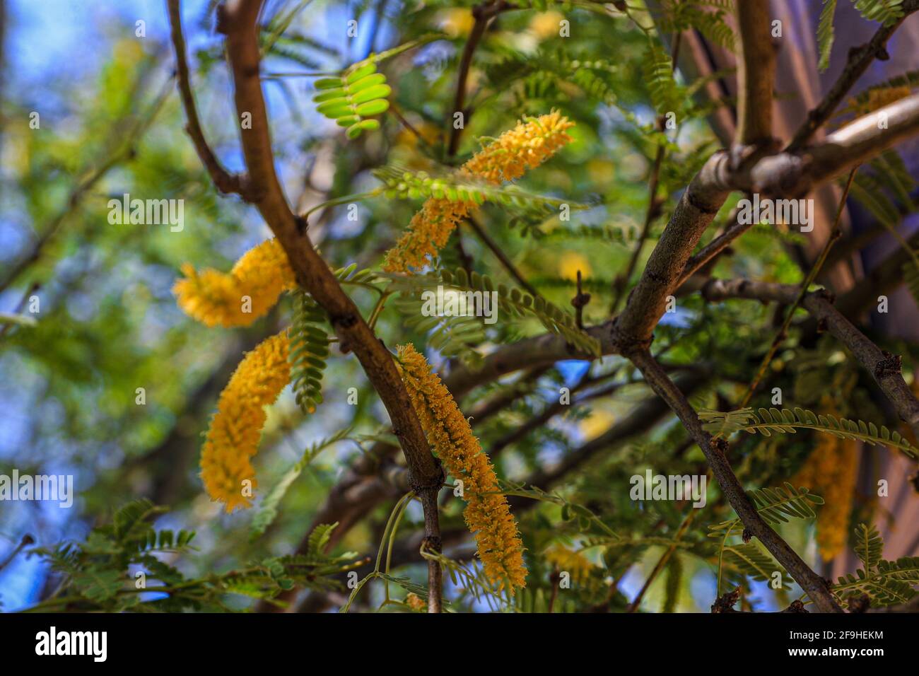 Mesquite flowering leaves. Cluster of mesquite tree blooms in spring ...