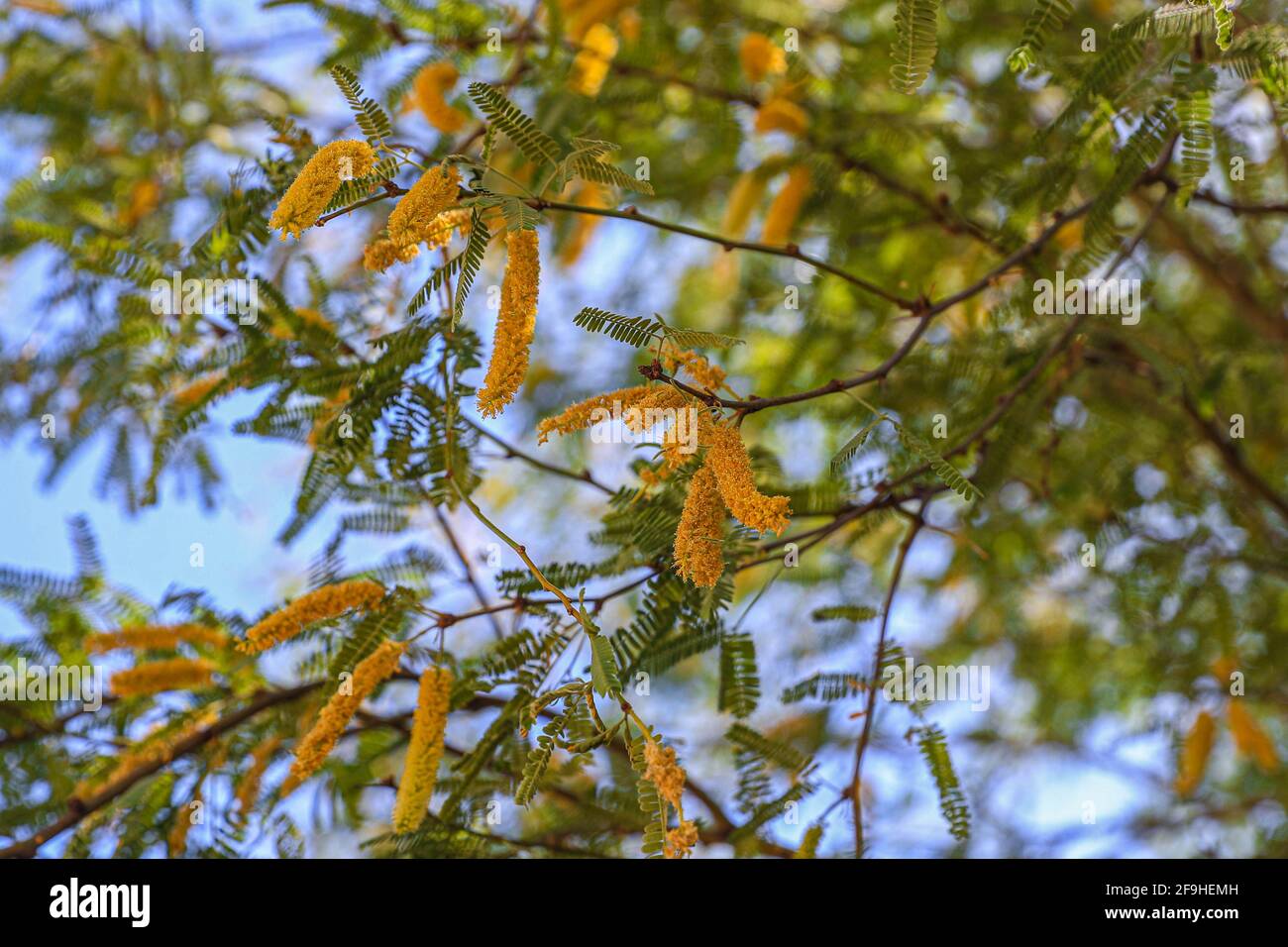 Mesquite flowering leaves. Cluster of mesquite tree blooms in spring ...