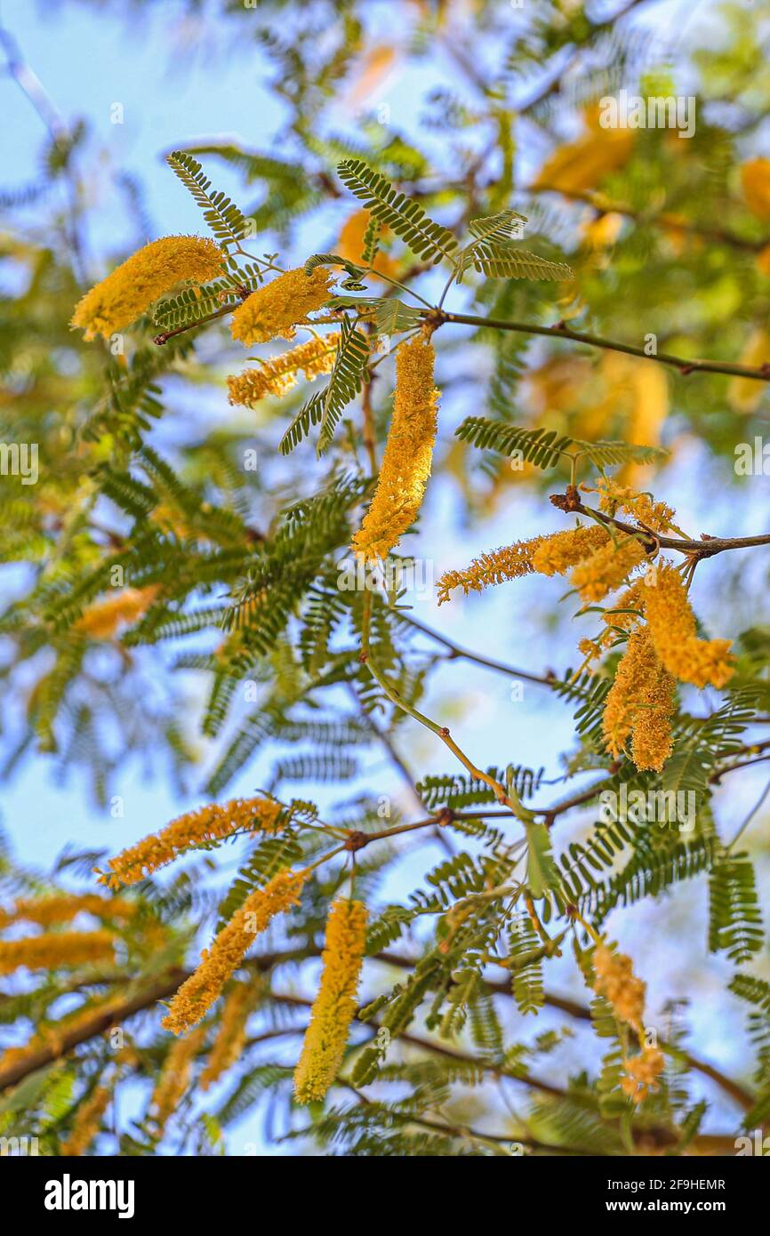 Mesquite flowering leaves. Cluster of mesquite tree blooms in spring ...