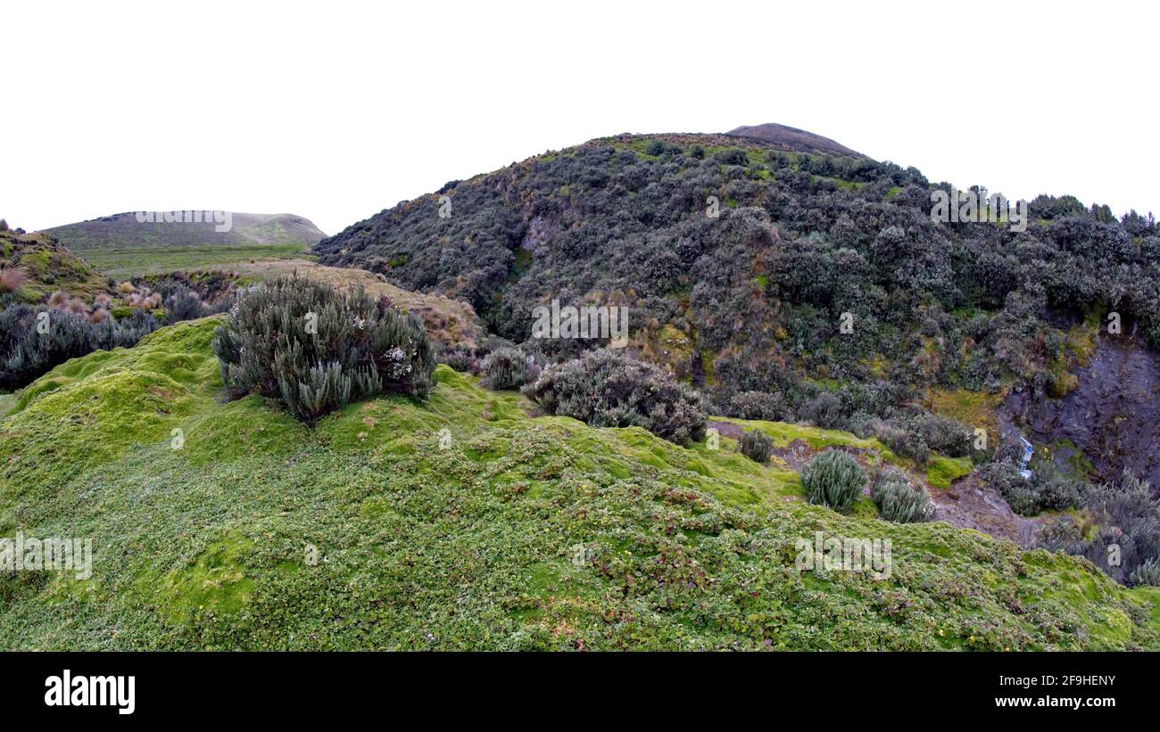 Paramo vegetation covering a hill in the Antisana Ecological Reserve ...