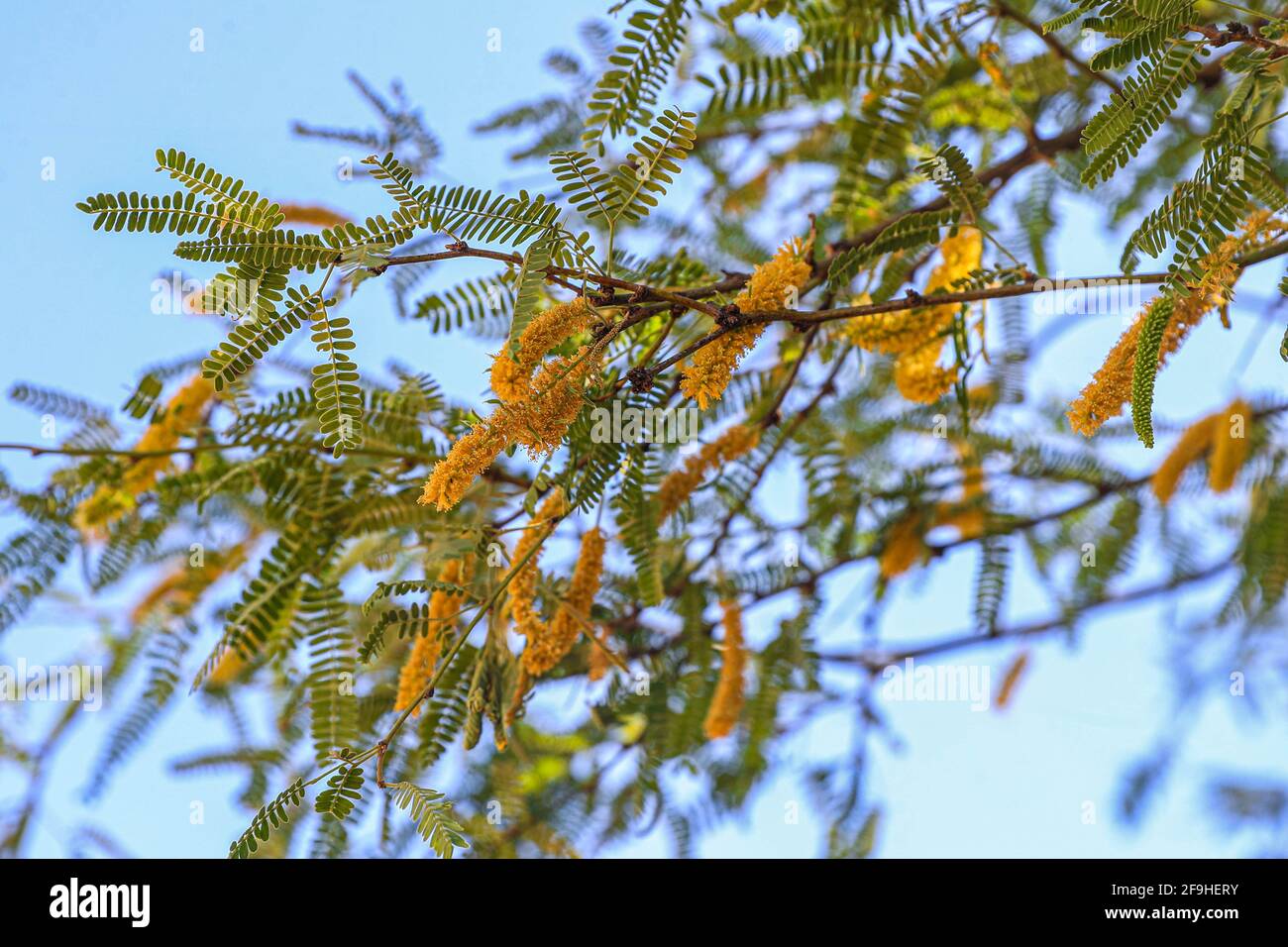 Mesquite flowering leaves. Cluster of mesquite tree blooms in spring ...
