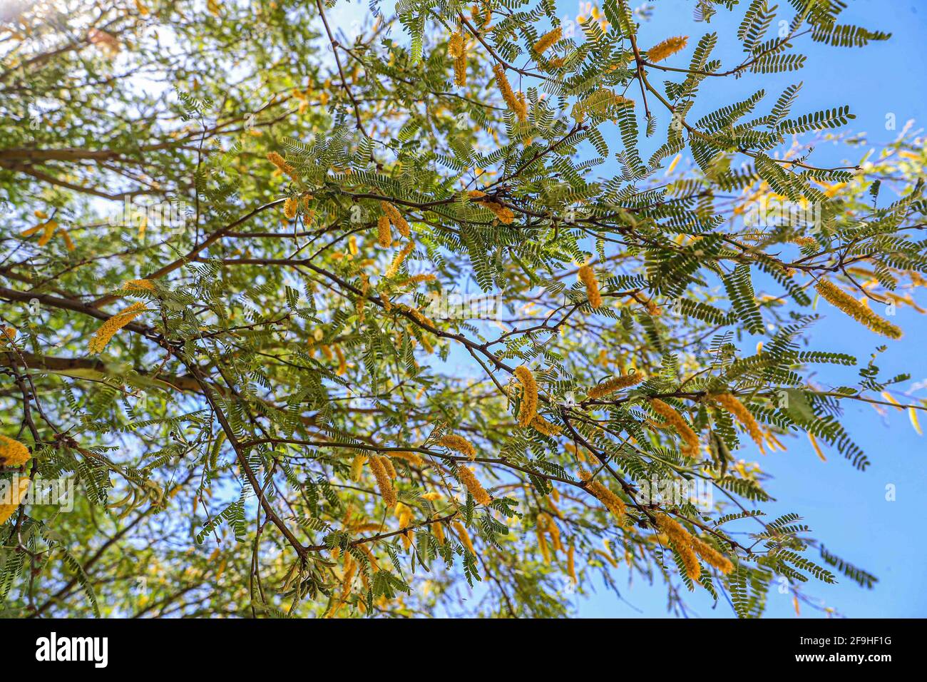 Mesquite flowering leaves. Cluster of mesquite tree blooms in spring ...