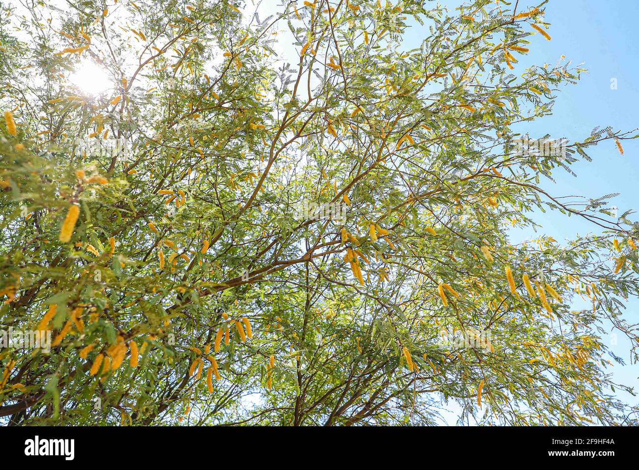 Mesquite flowering leaves. Cluster of mesquite tree blooms in spring ...