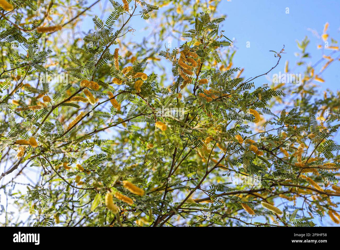 Mesquite flowering leaves. Cluster of mesquite tree blooms in spring ...