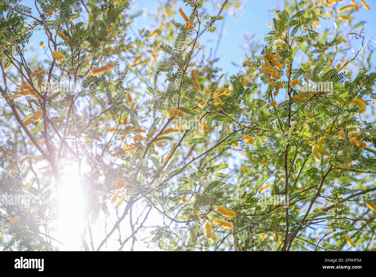 Mesquite flowering leaves. Cluster of mesquite tree blooms in spring ...