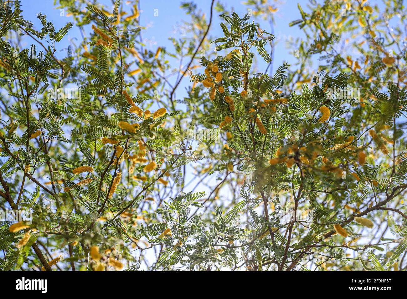 Mesquite flowering leaves. Cluster of mesquite tree blooms in spring ...