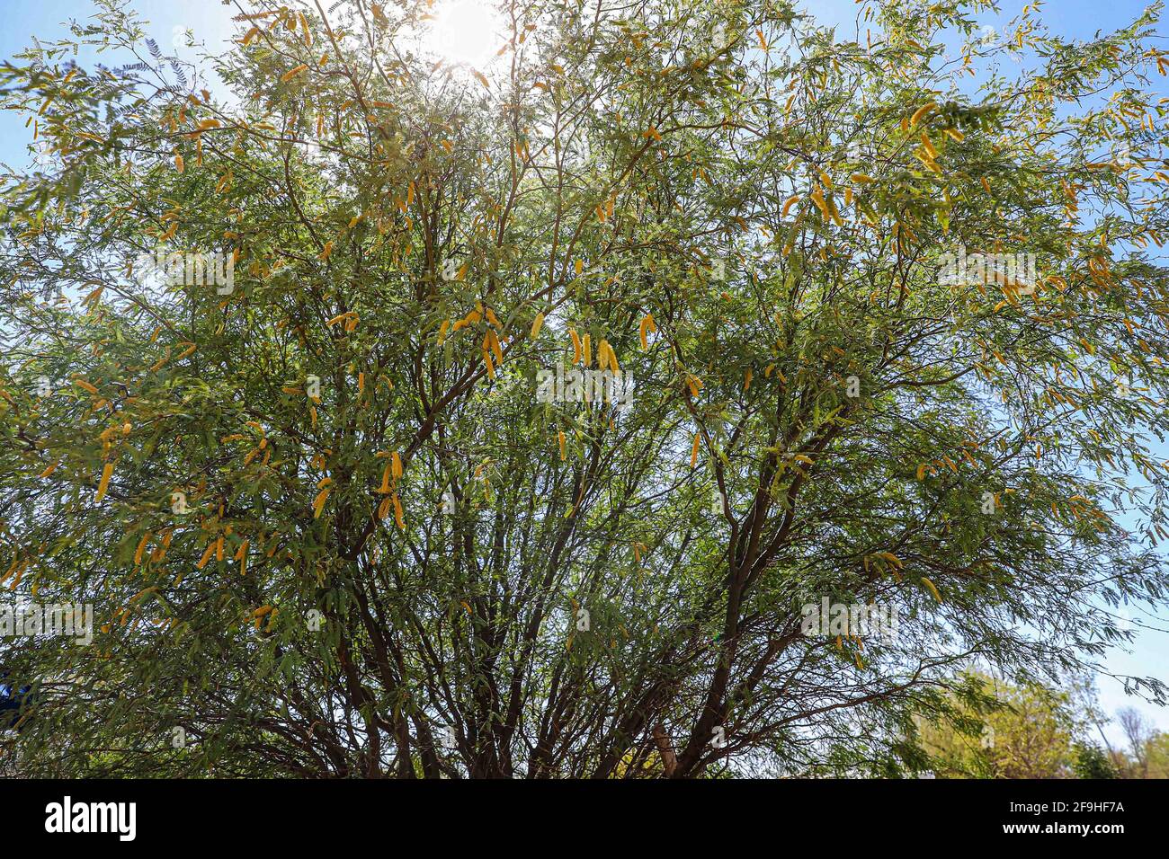 Mesquite flowering leaves. Cluster of mesquite tree blooms in spring ...