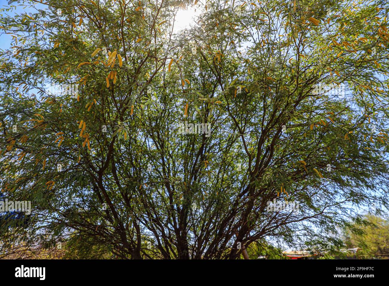 Mesquite flowering leaves. Cluster of mesquite tree blooms in spring ...