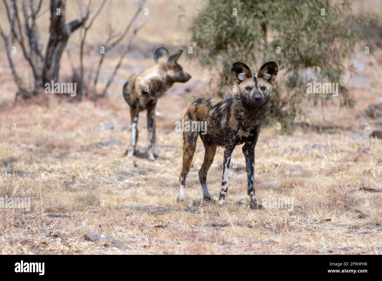 African Wild Dog in South Africa RSA Stock Photo - Alamy