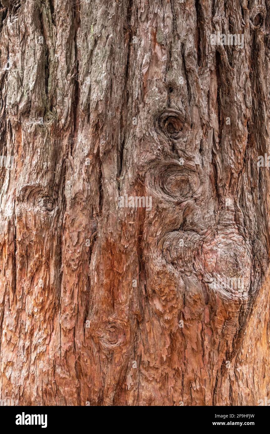 Redwood Bark Texture