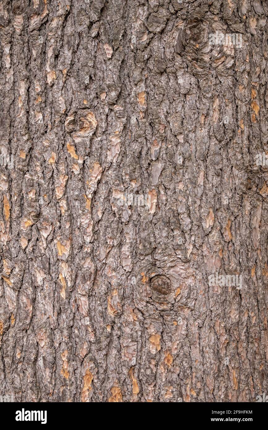 The bark of an Atlas cedar, Cedrus atlantica. Bark texture and ...
