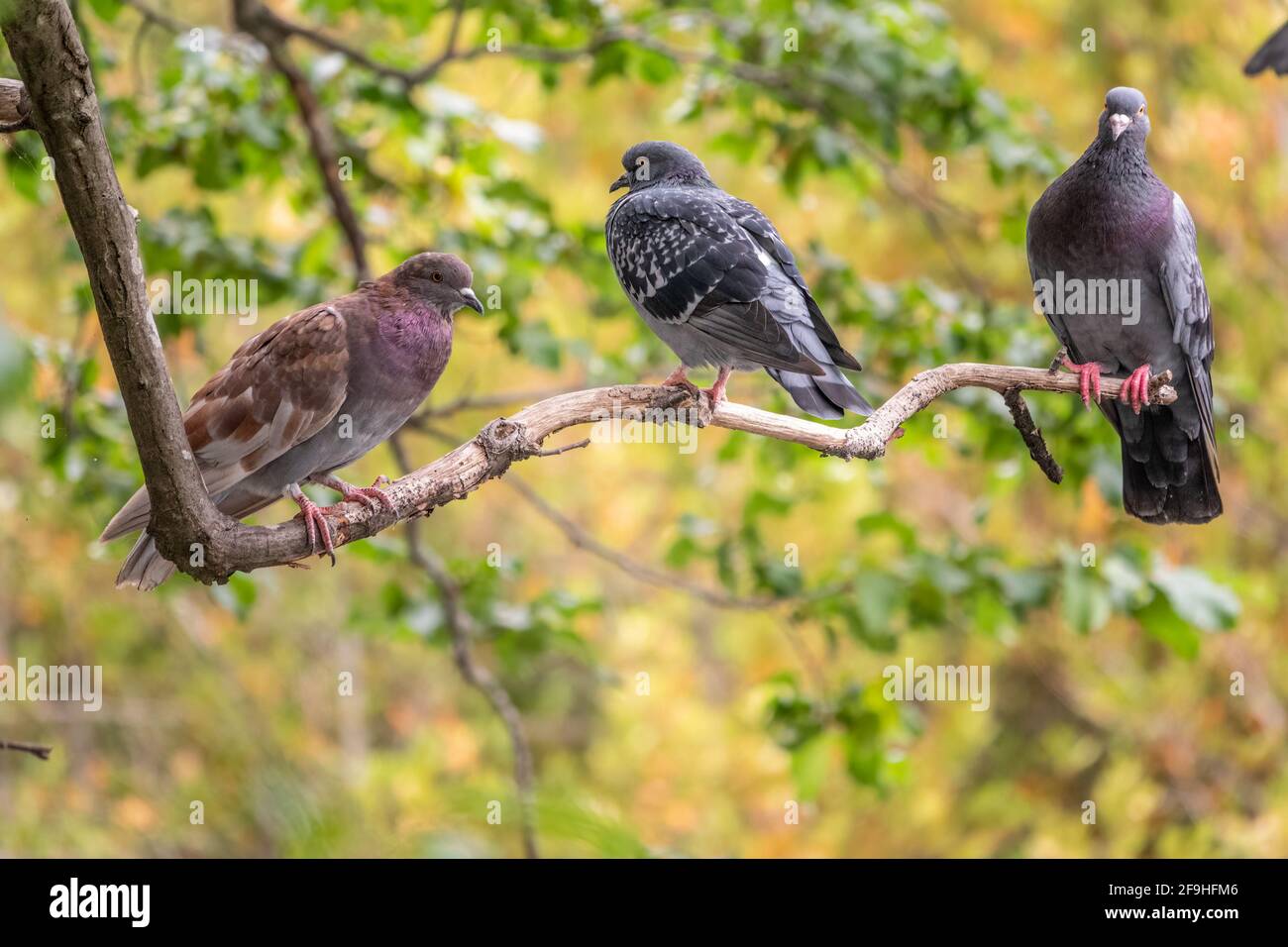 Three pigeons sitting on a tree branch on green background. Domestic ...
