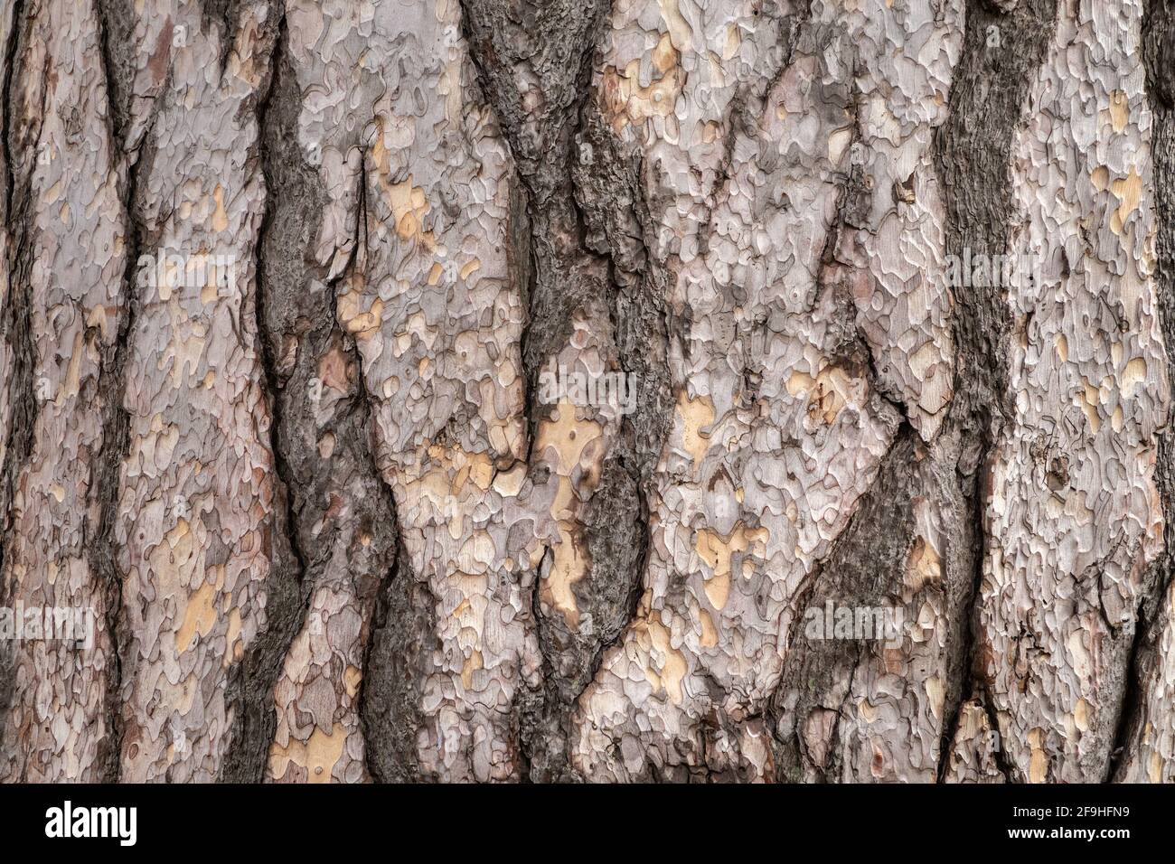 Bark texture and background of a old fir tree trunk. Detailed bark ...