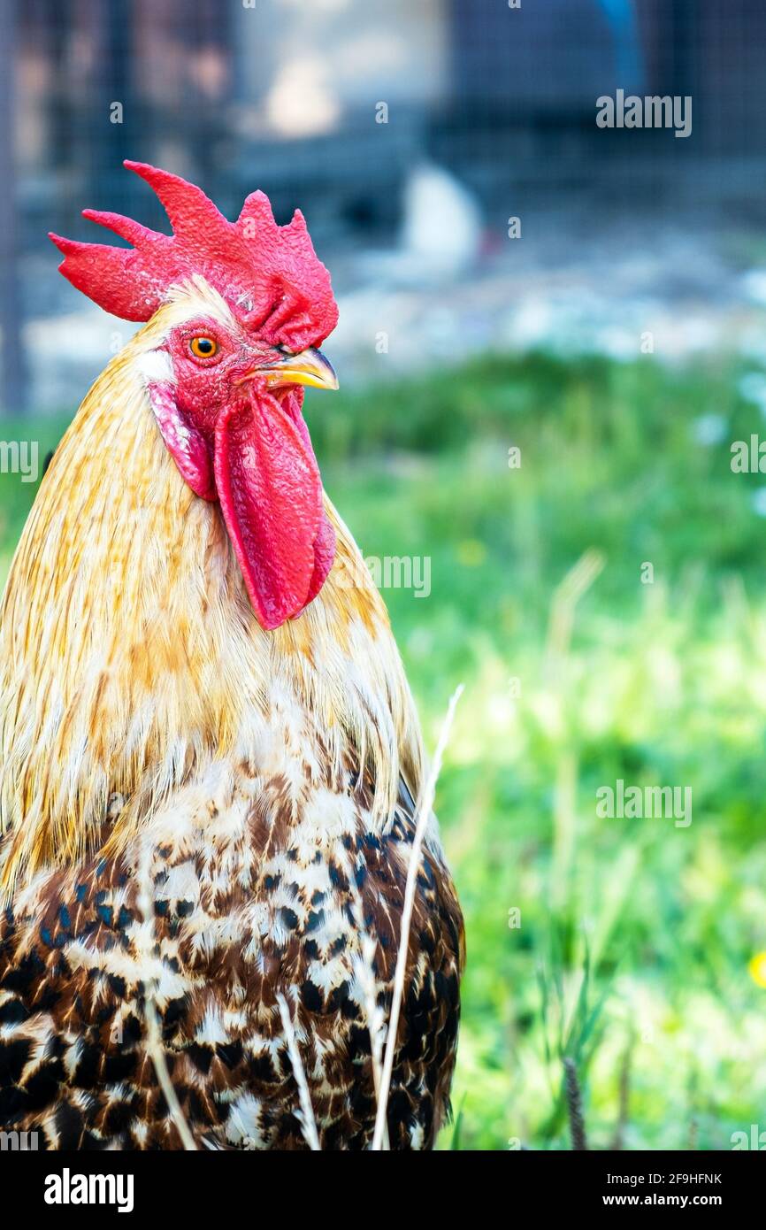 Big beautiful colorful rooster with a red crest on his head on a ...