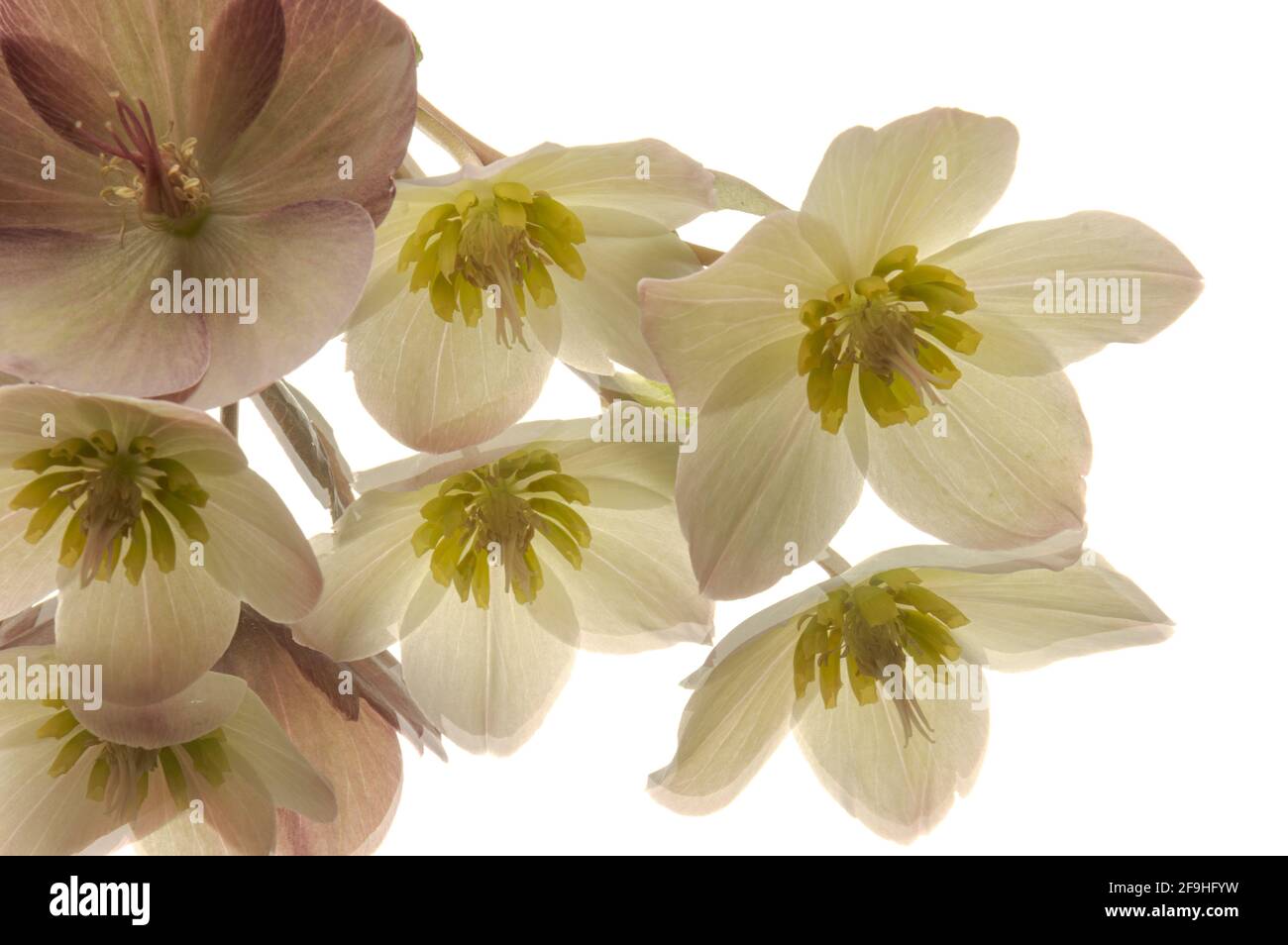 Lenten roses hi-res stock photography and images - Alamy