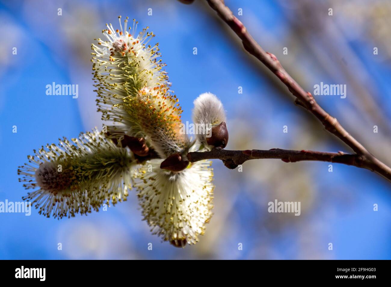 Close-up of Giant Pussy Willow (Salix chaemimeloides) catkins, US ...