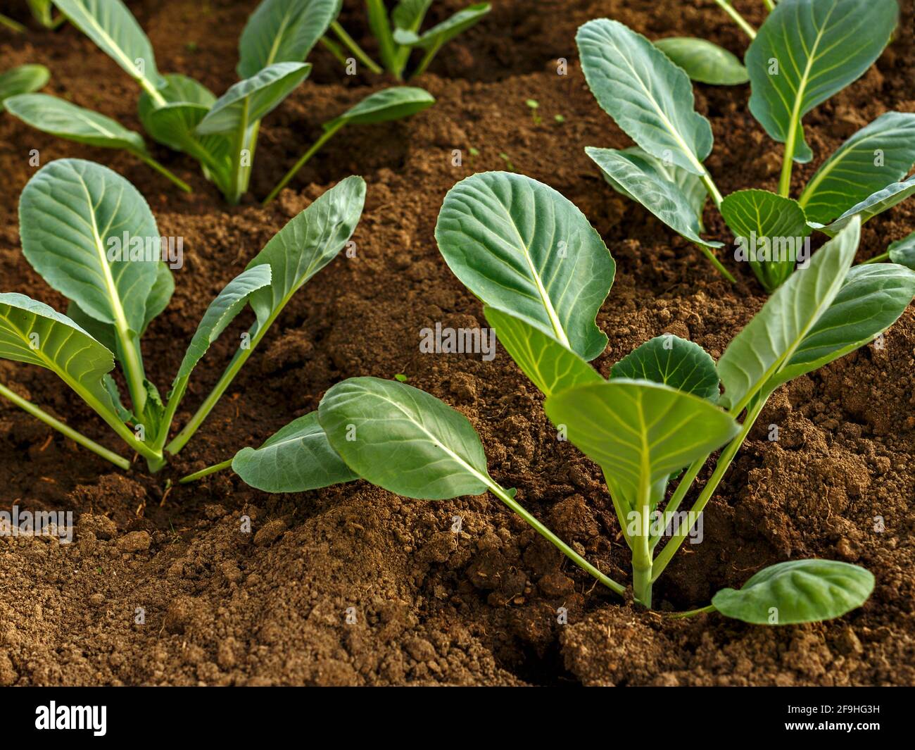 Cabbage bushes with green leaves grow in brown ground Stock Photo - Alamy