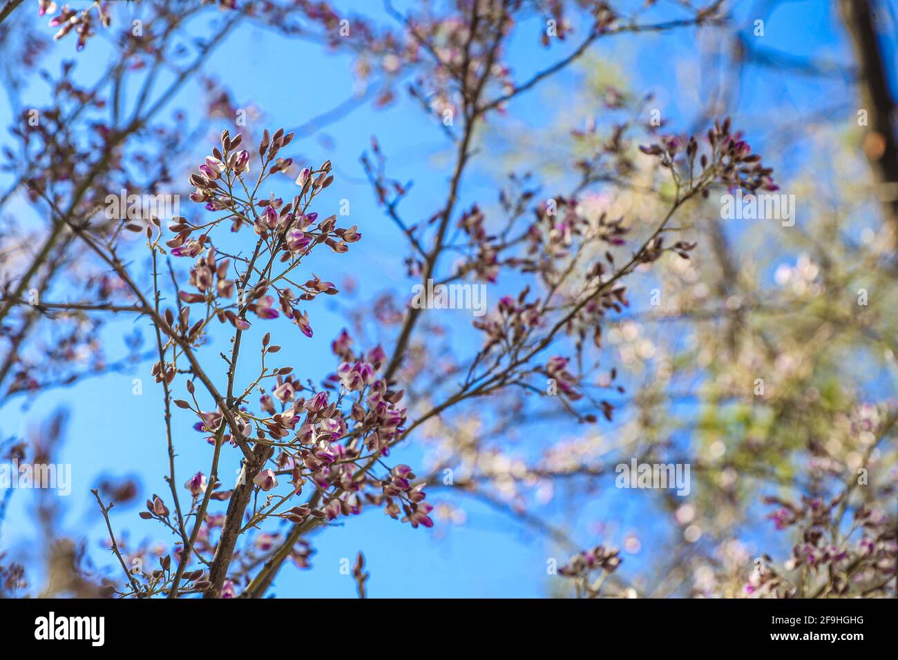 Flowers an ironwood tree (Olneya tesota). Flower purple color, white ...