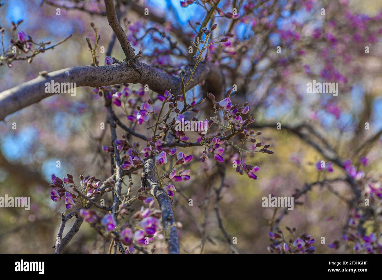 Arbol morado hi-res stock photography and images - Alamy