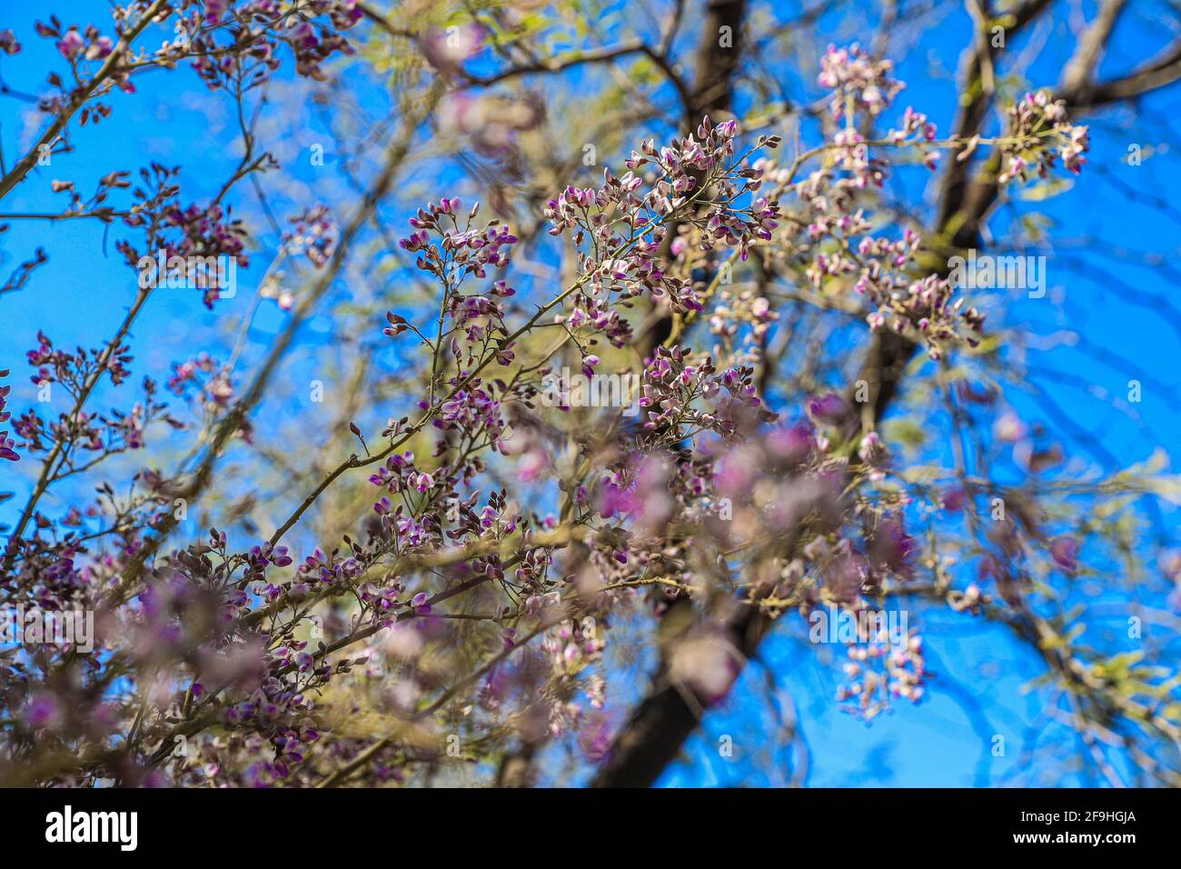 Flowers an ironwood tree (Olneya tesota). Flower purple color, white ...