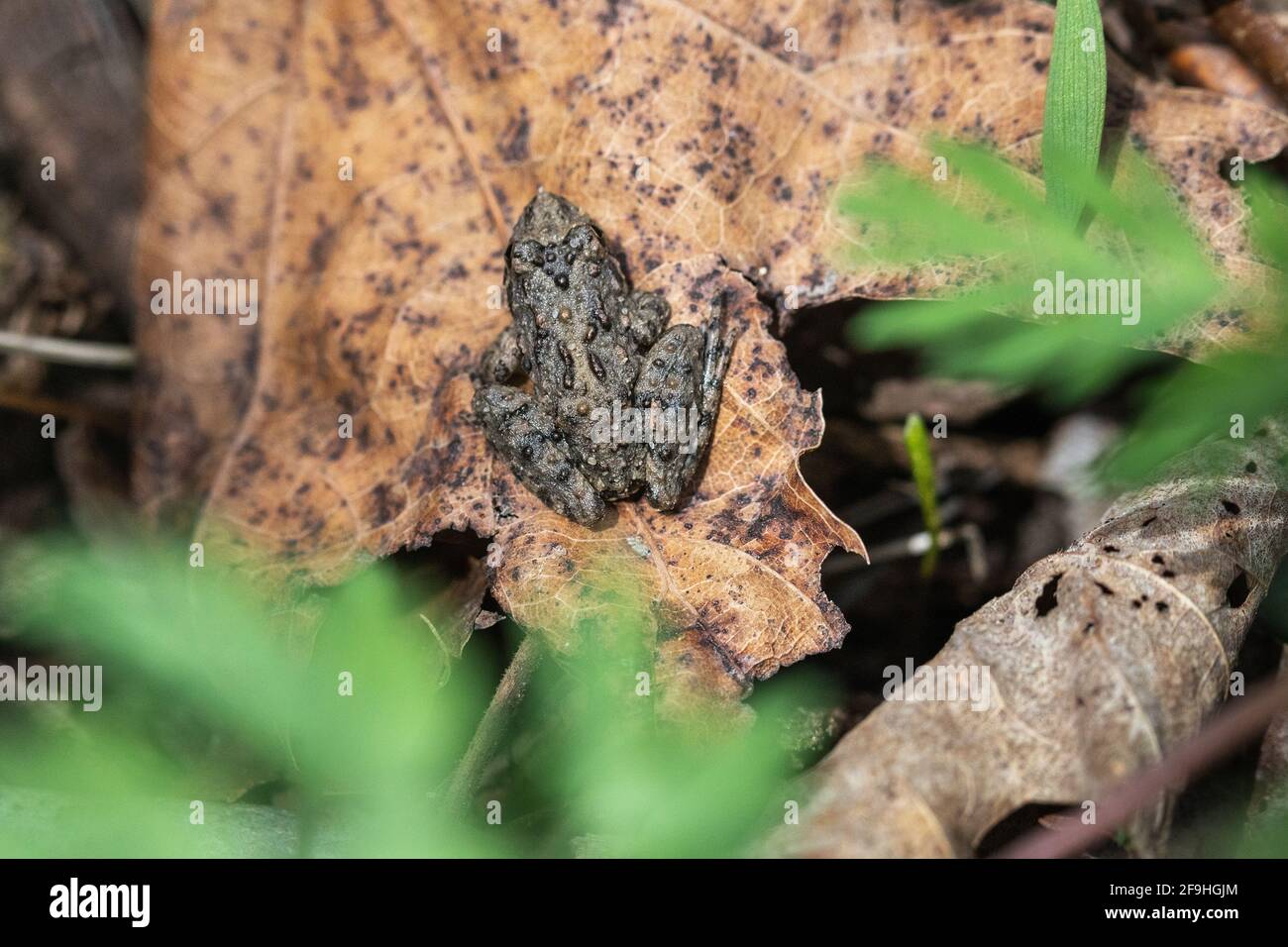 Northern cricket frog (Acris crepitans) in Iowa Stock Photo - Alamy