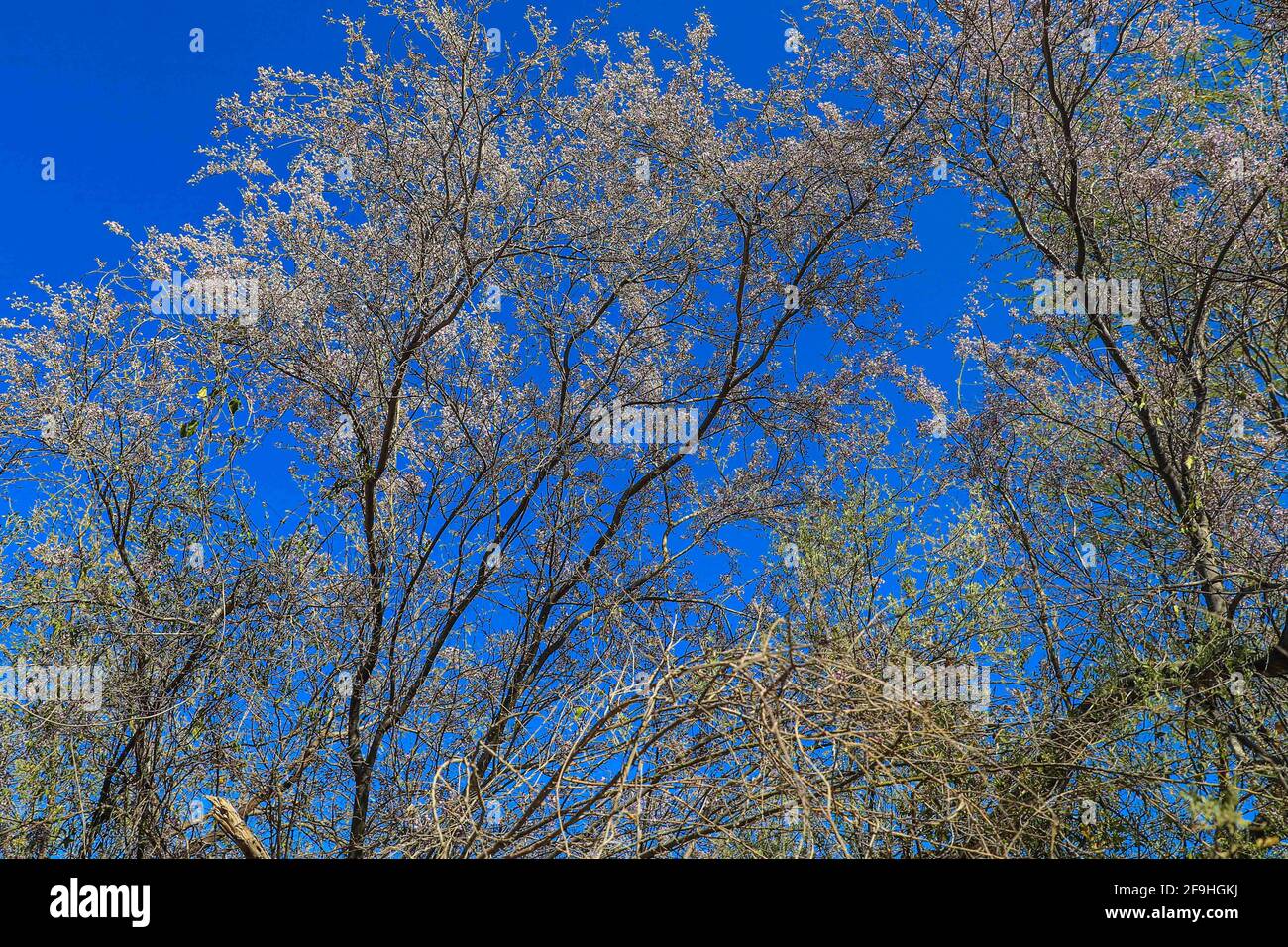 Flowers an ironwood tree (Olneya tesota). Flower purple color, white ...