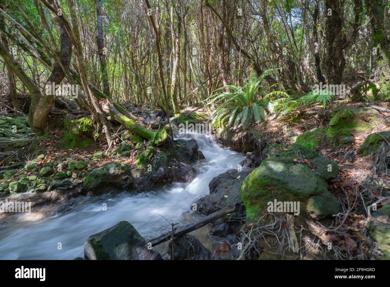 Stream Trees