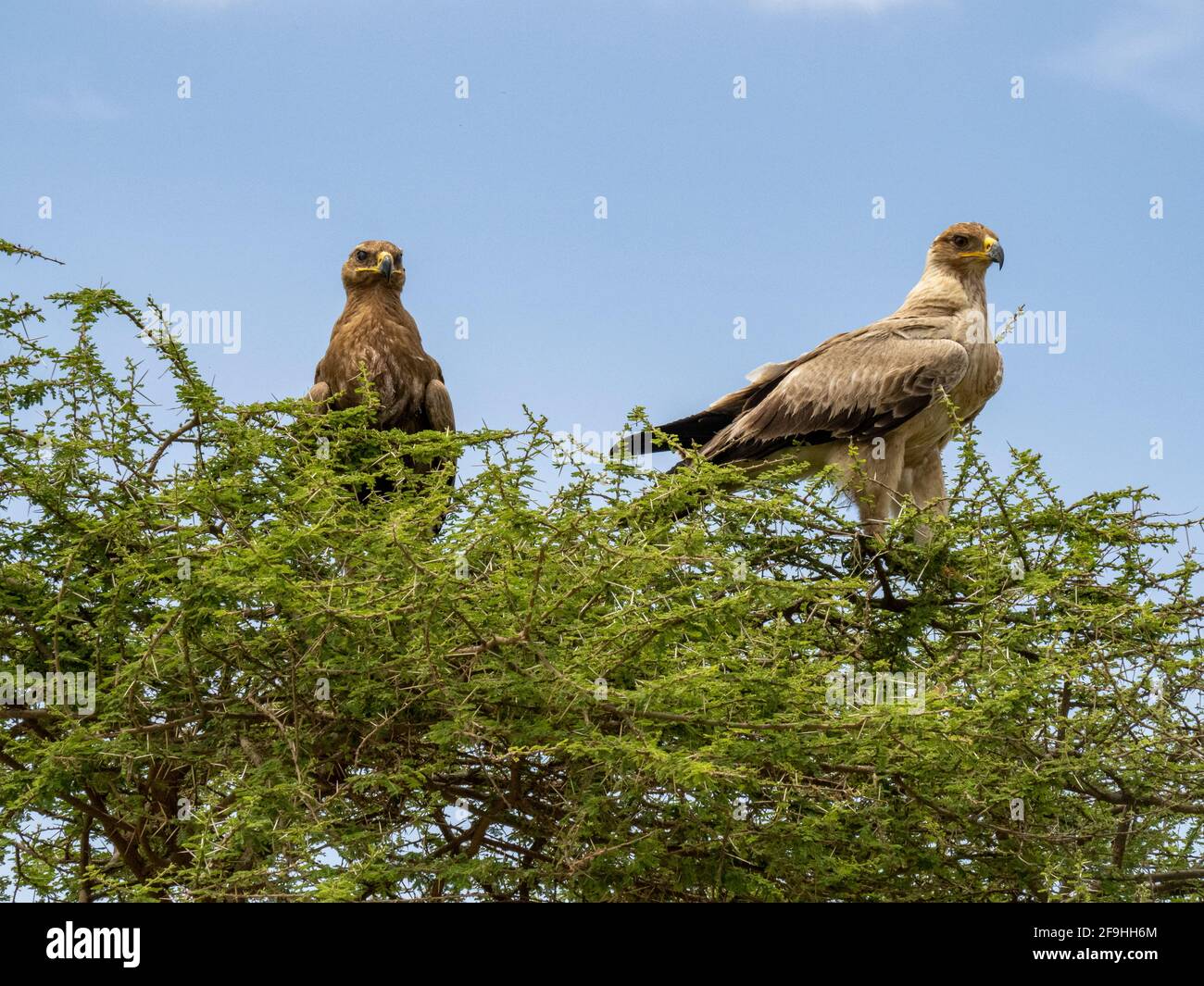 Black kite birds hi-res stock photography and images - Alamy