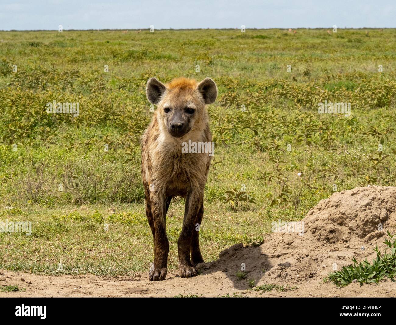 Serengeti National Park, Tanzania, Africa - March 1, 2020: Spotted ...