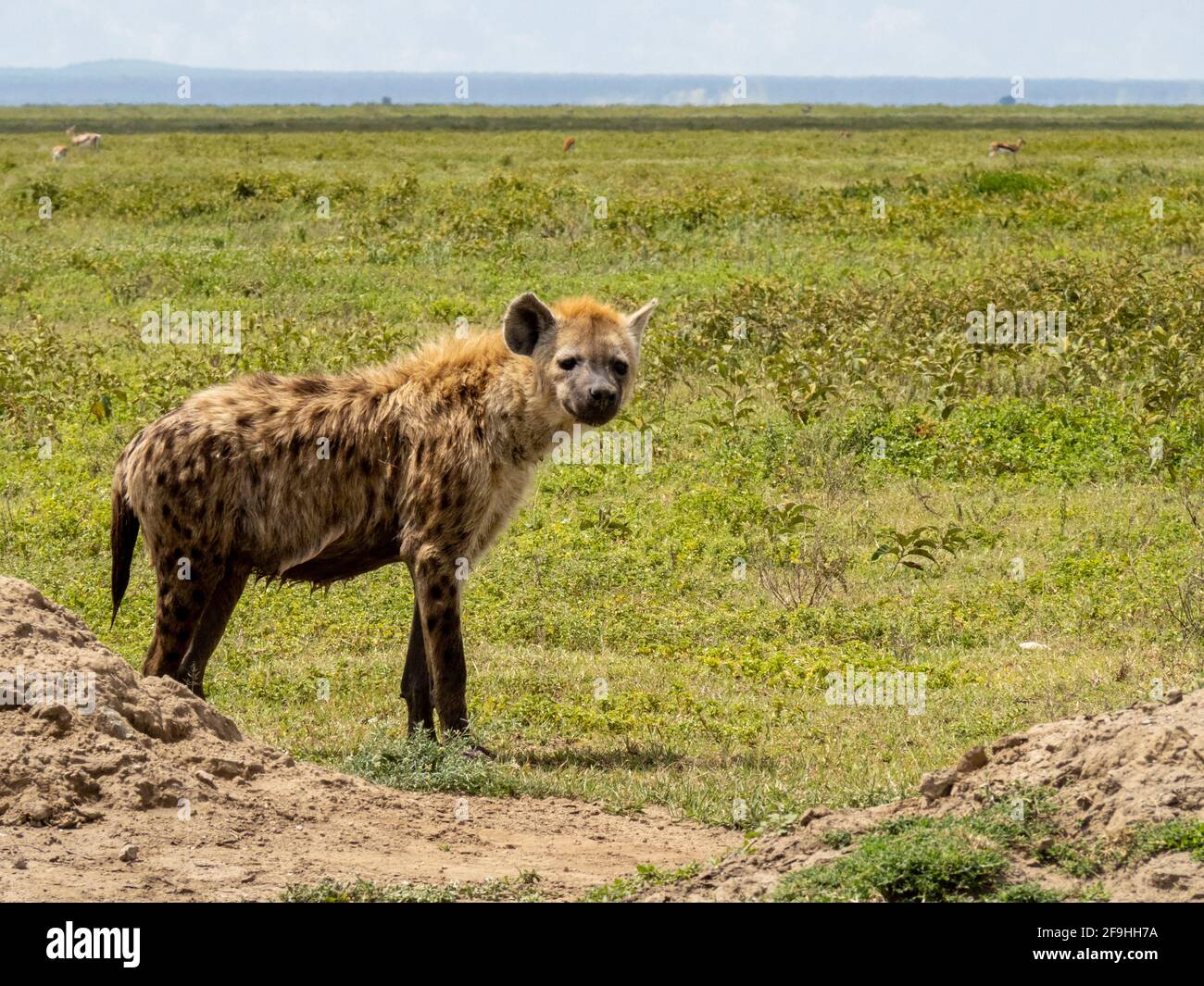 Serengeti National Park, Tanzania, Africa - March 1, 2020: Spotted ...