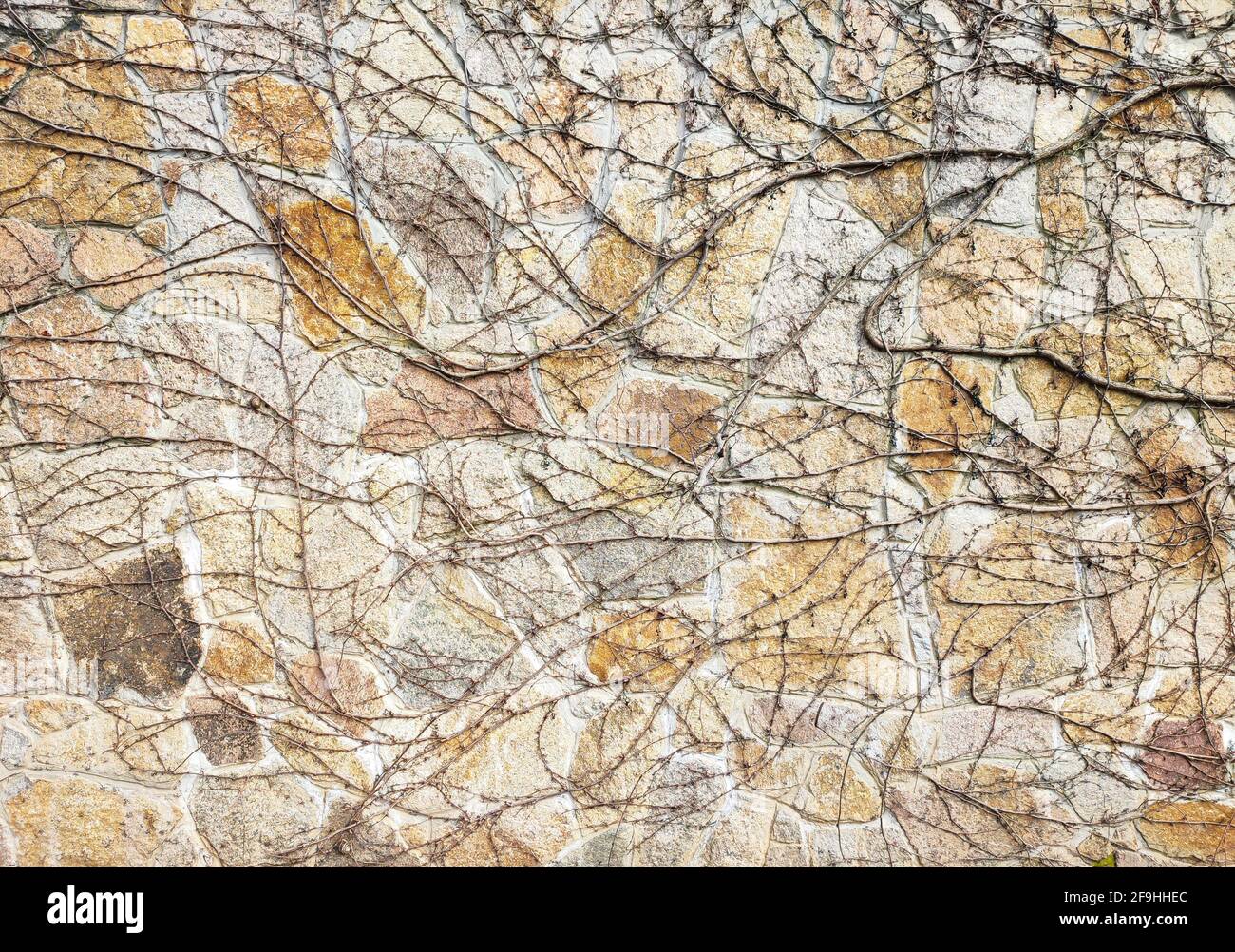 Wild creeper vine climbing on stone wall background Stock Photo - Alamy