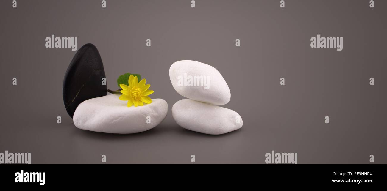 Black and white stones and yellow spring flower, spa still life in a ...