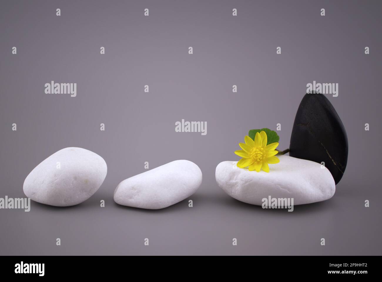 Black and white stones and yellow spring flower, spa still life with ...