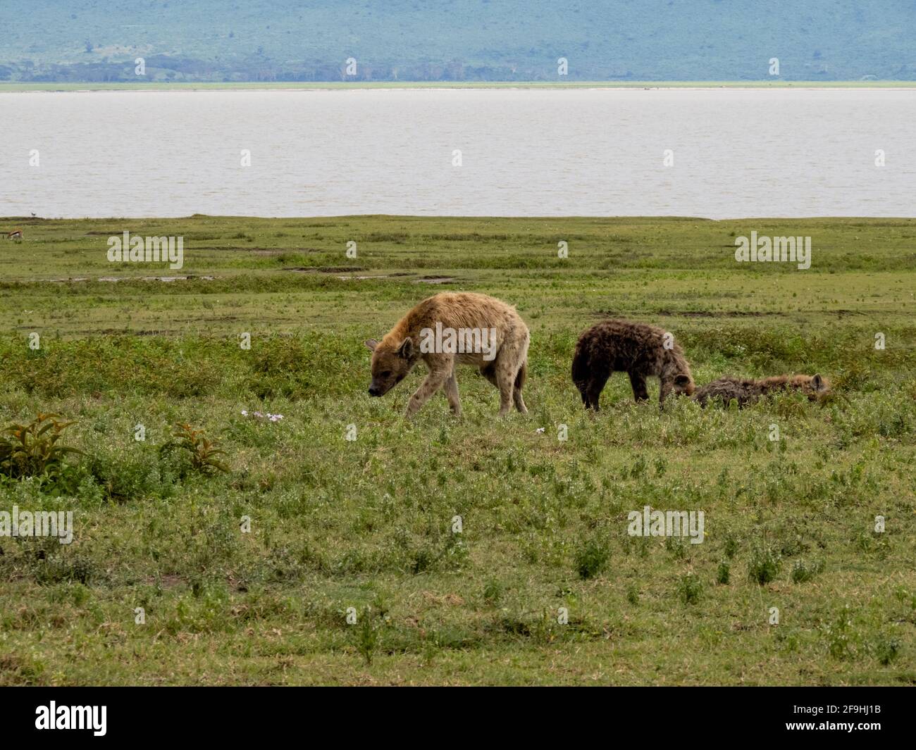 Ngorongoro Crater, Tanzania, Africa - March 1, 2020: Spotted hyenas ...