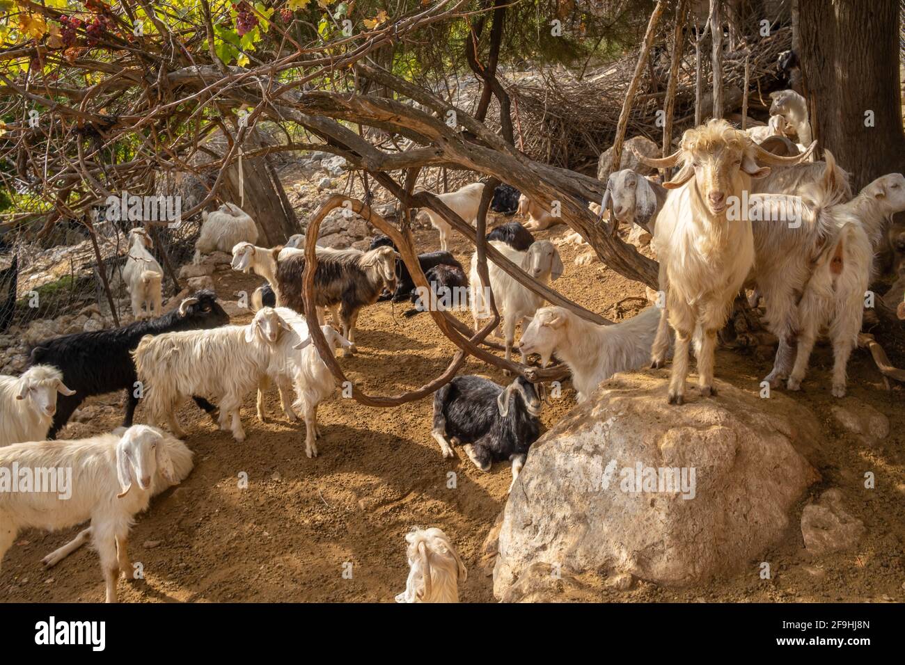 Herd of domestic goats in Turkey Stock Photo - Alamy