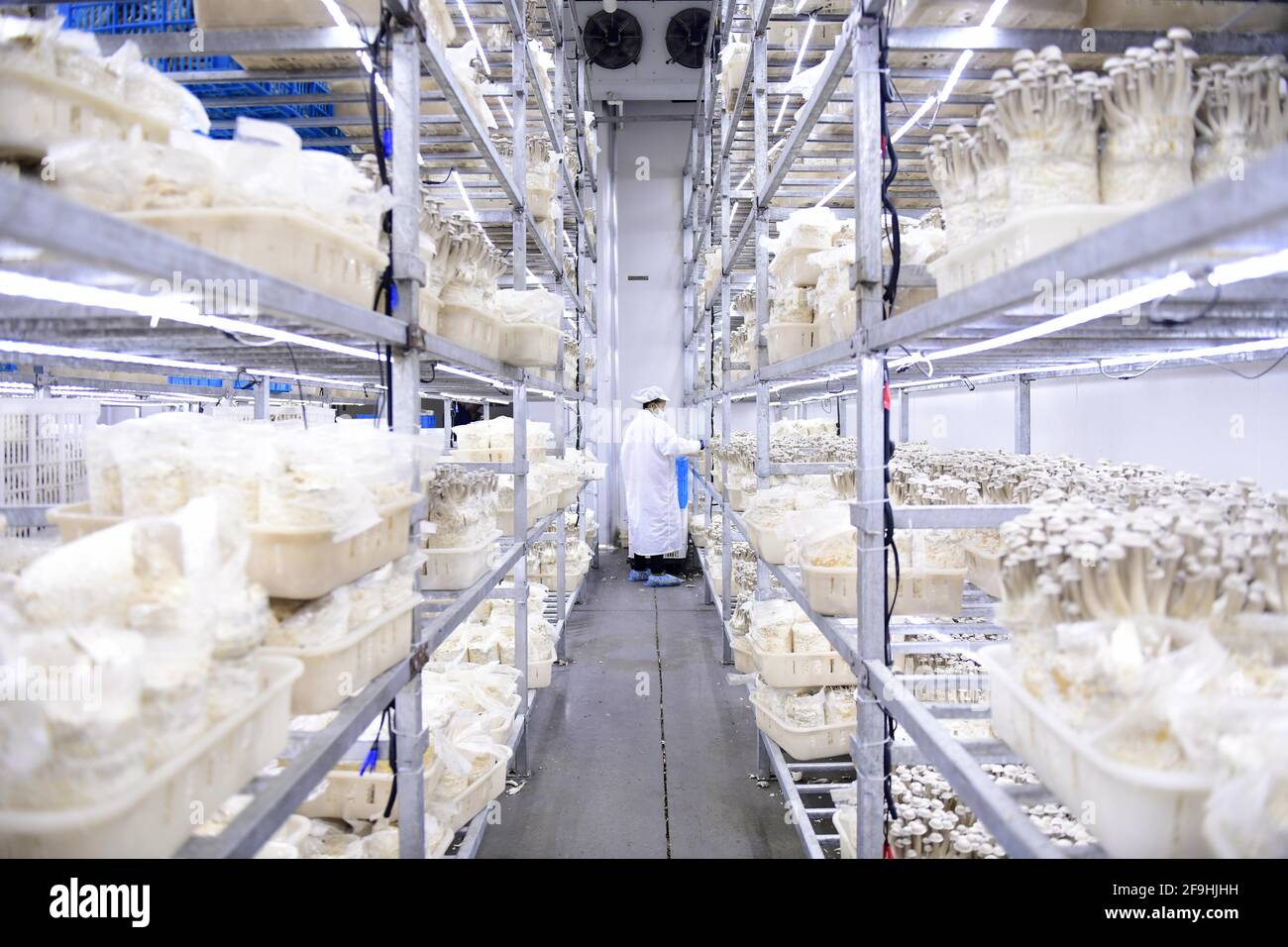ANLONG, CHINA - APRIL 19, 2021 - A worker collects deer mushroom at an edible fungus factory in ...