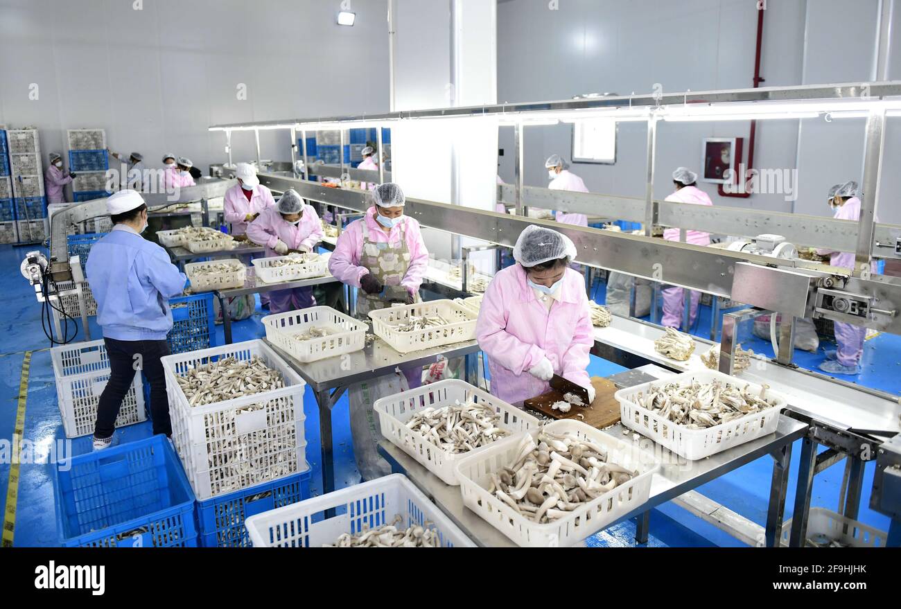 ANLONG, CHINA - APRIL 19, 2021 - Workers sort deer mushrooms at an edible fungus factory in ...