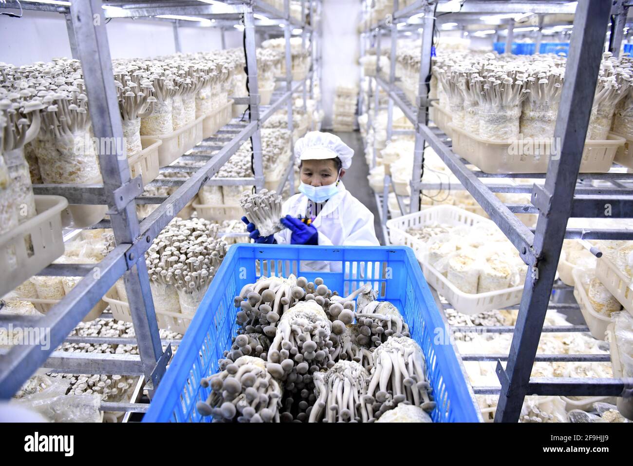 ANLONG, CHINA - APRIL 19, 2021 - A worker collects deer mushroom at an edible fungus factory in ...