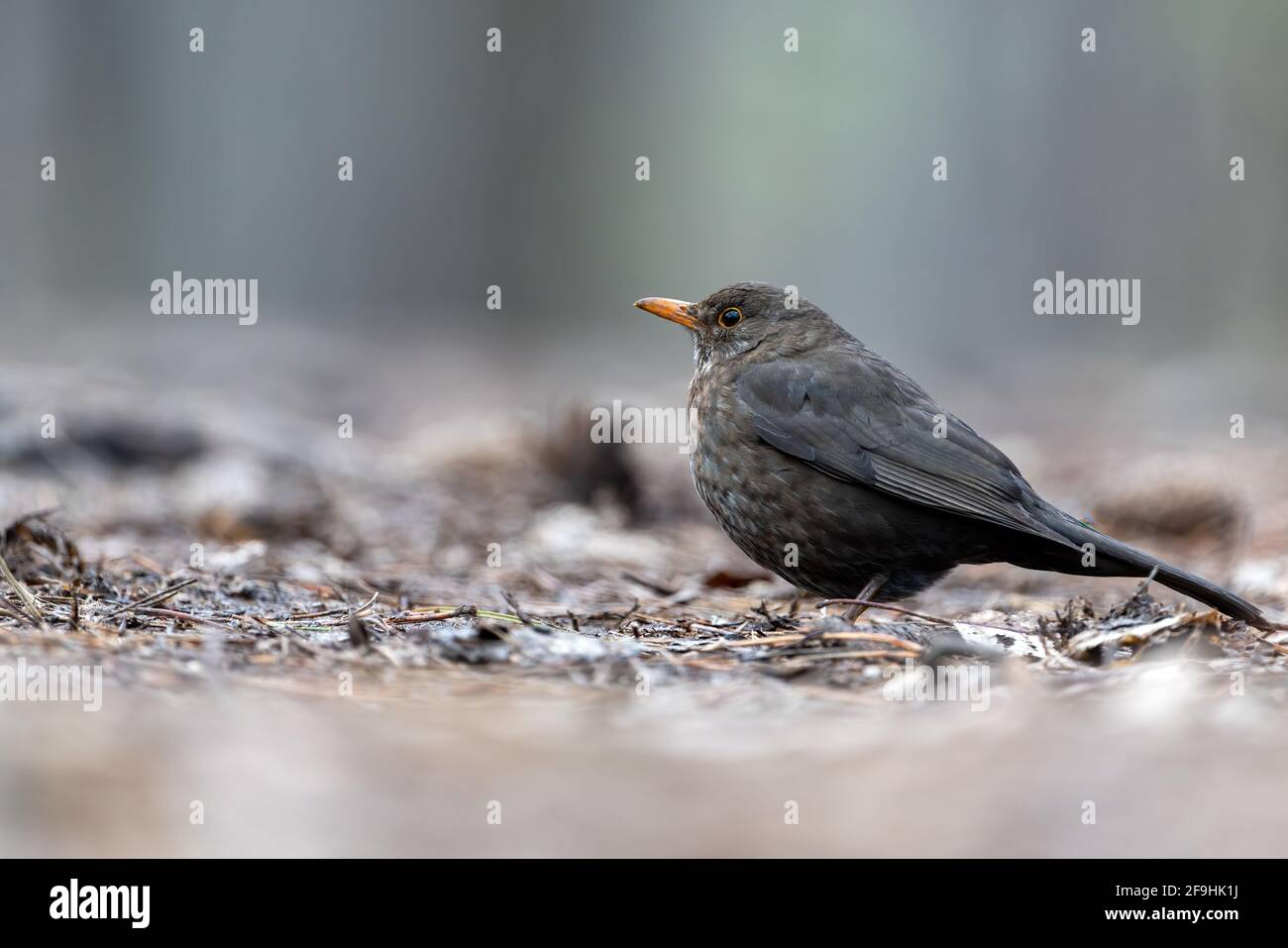 Blurred bird background hi-res stock photography and images - Alamy
