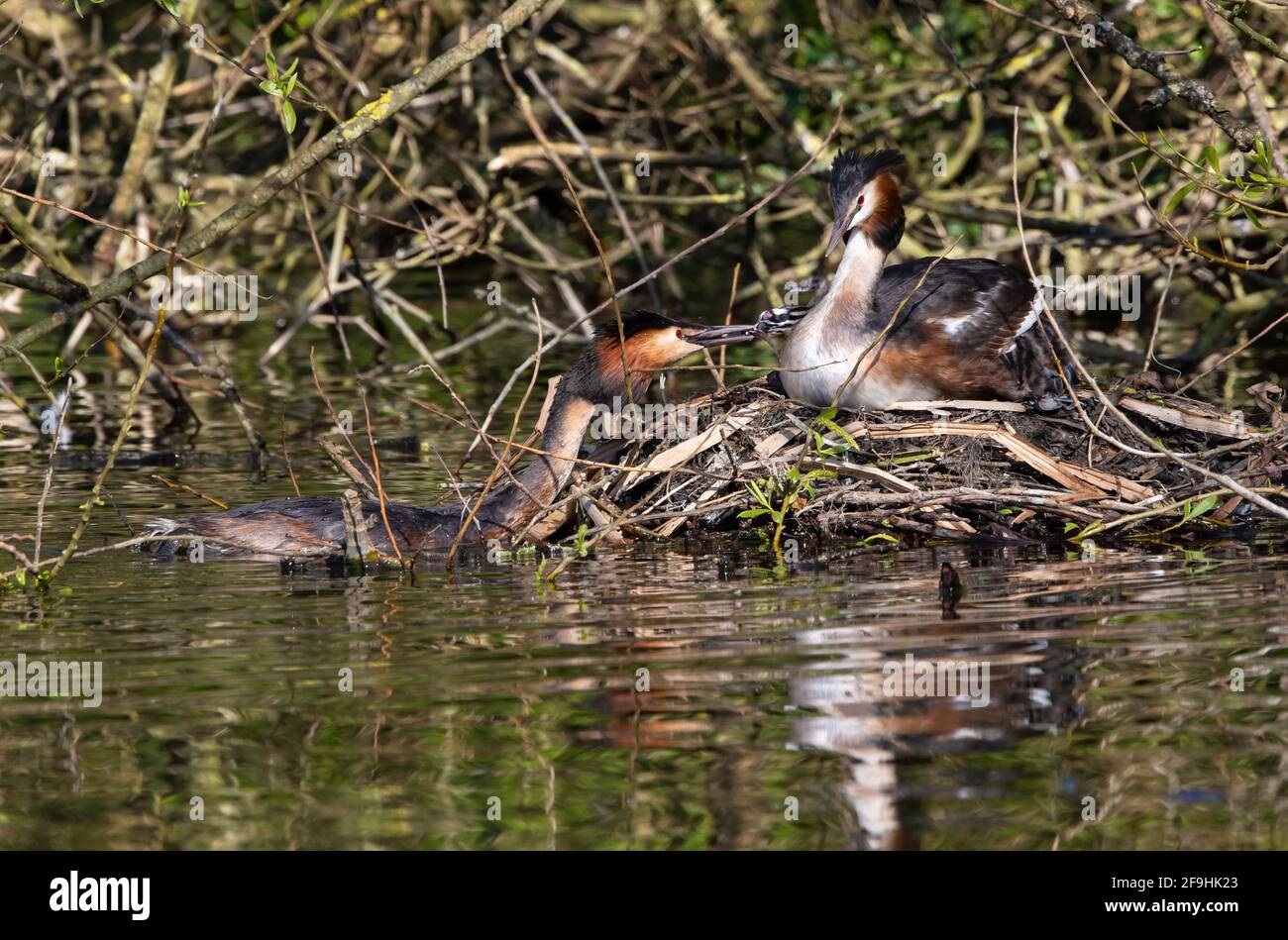 Great Crested Grebe with newly hatched chicks still on the nest Stock ...