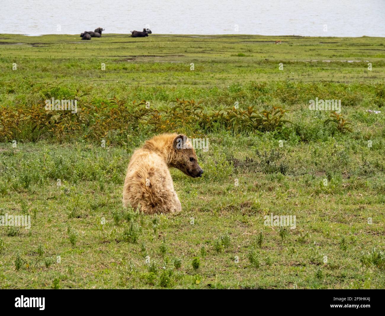 Ngorongoro crater hyena hi-res stock photography and images - Alamy