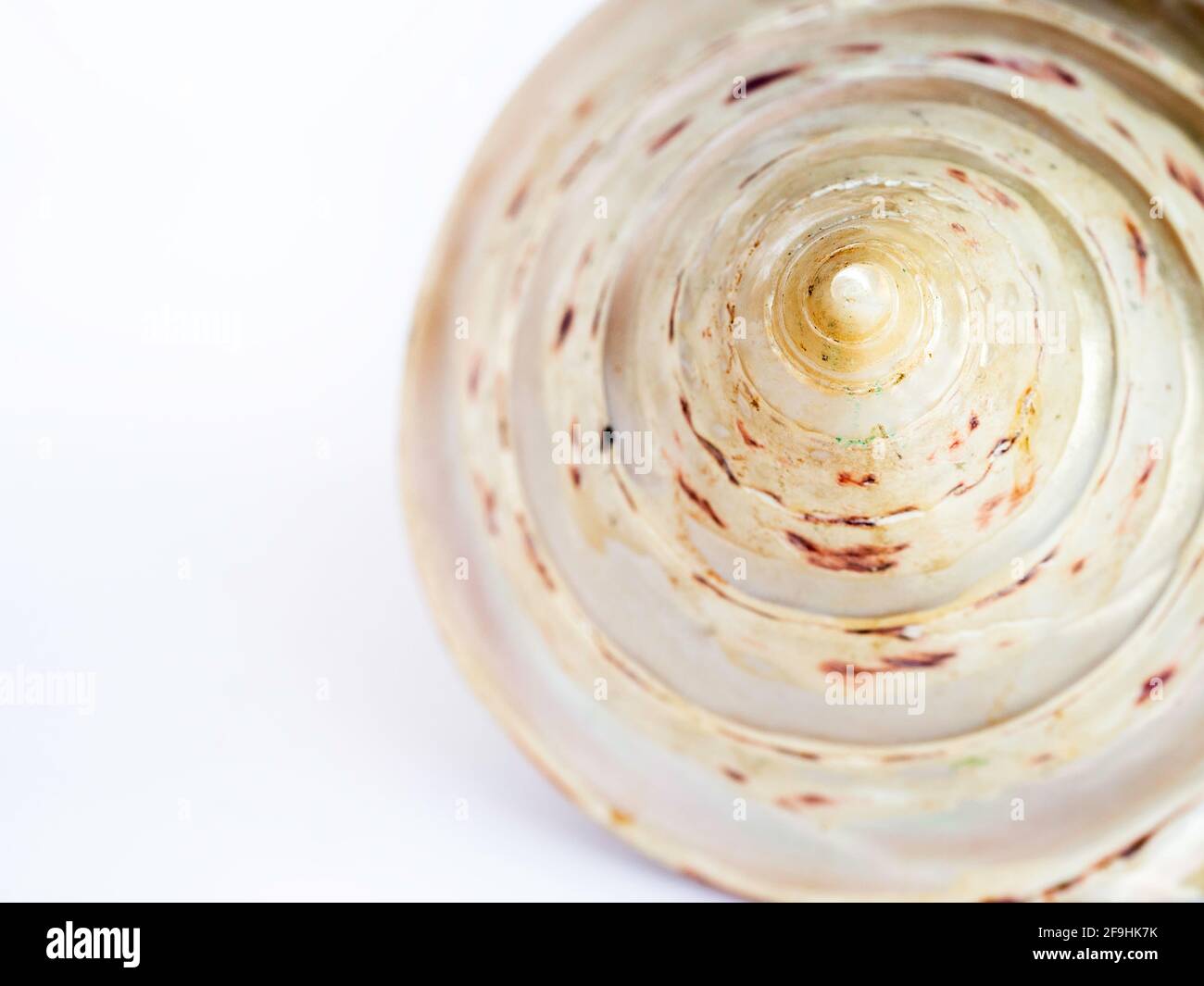Close up spiral pattern of seashell on white background with copy space ...